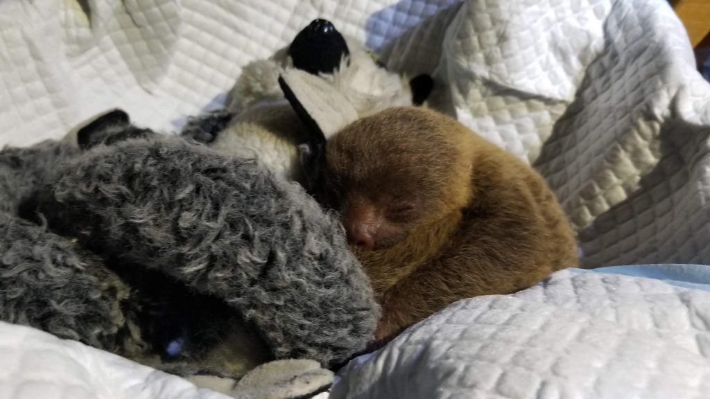 Finding a Baby Sloth | Take Care Injured and Abandoned Animals