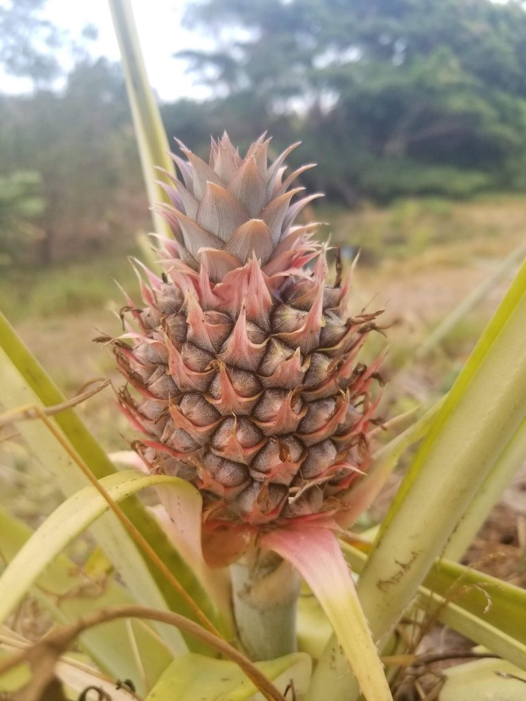 Pineapples | Tropical fruit | Tangy Fruit | Panama Pure